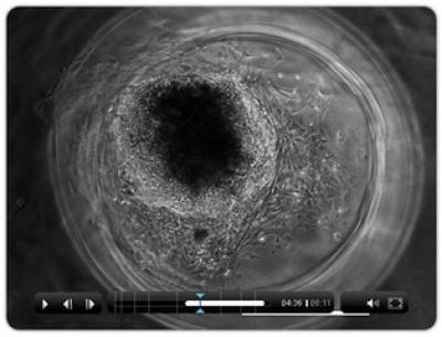 iPS Inside of a 3-D Fibrin Sca [IMAGE] | EurekAlert! Science News Releases