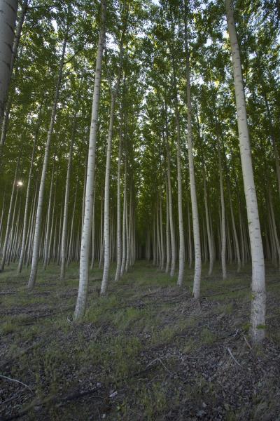 Poplar Plantation near Boardma [IMAGE] | EurekAlert! Science News Releases