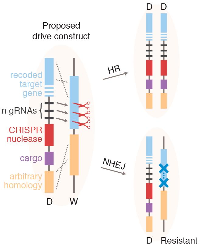 An Alternative, More Stable Gene Drive (4 of | EurekAlert!
