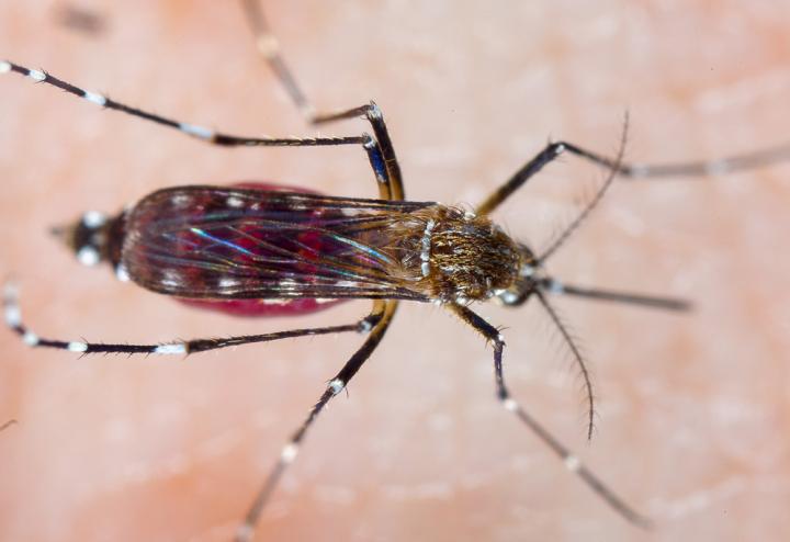 Aedes aegypti Mosquito [IMAGE] | EurekAlert! Science News Releases