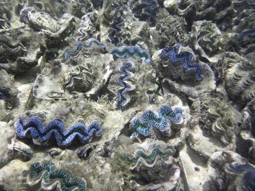 Giant Clam Tridacna Maxima [IMAGE] | EurekAlert! Science News Releases