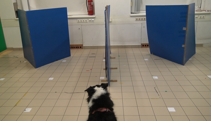 Dog during experiment [IMAGE] | EurekAlert! Science News Releases