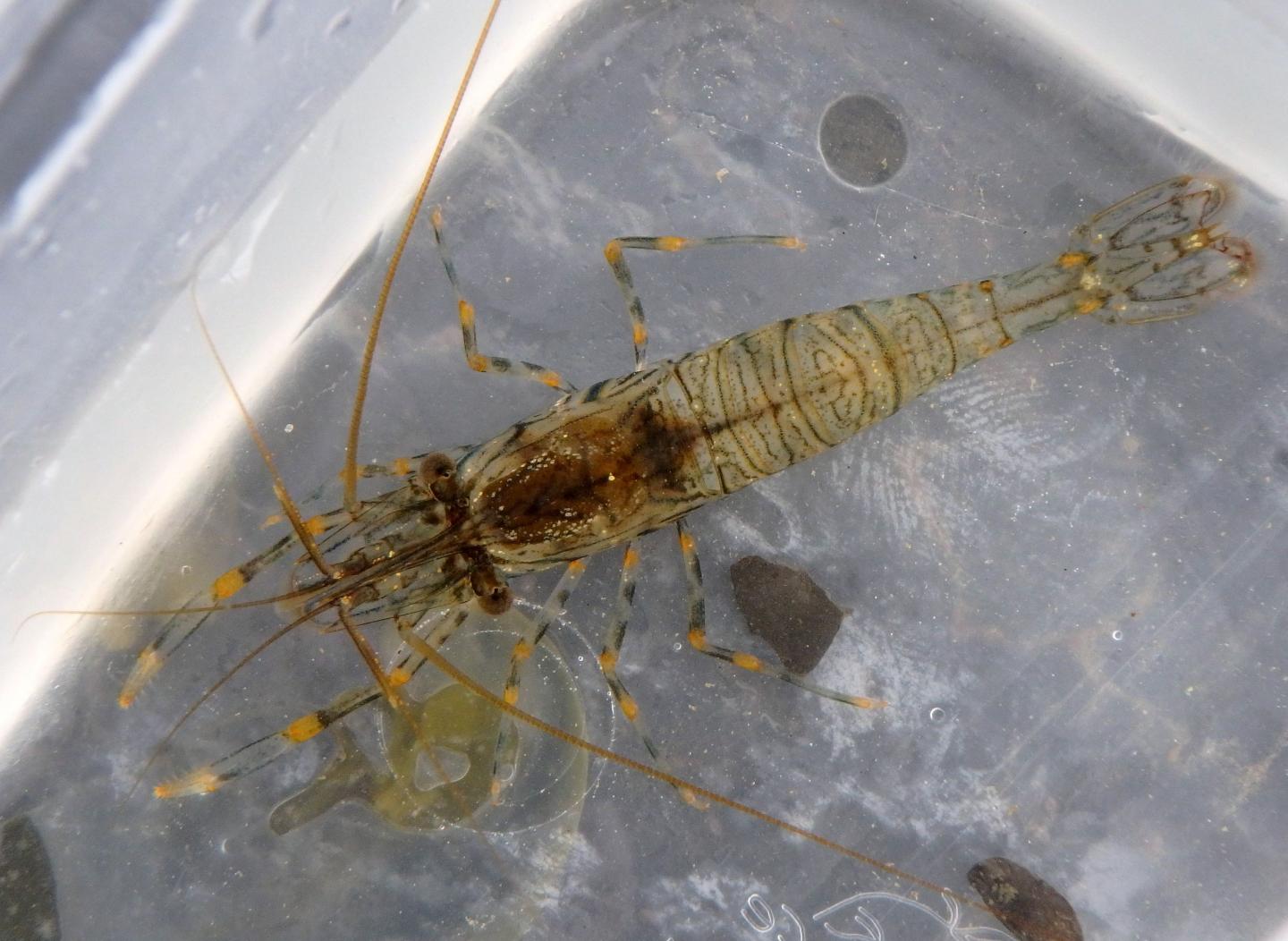 Rockpool Prawn (1 of 2) [IMAGE] | EurekAlert! Science News Releases