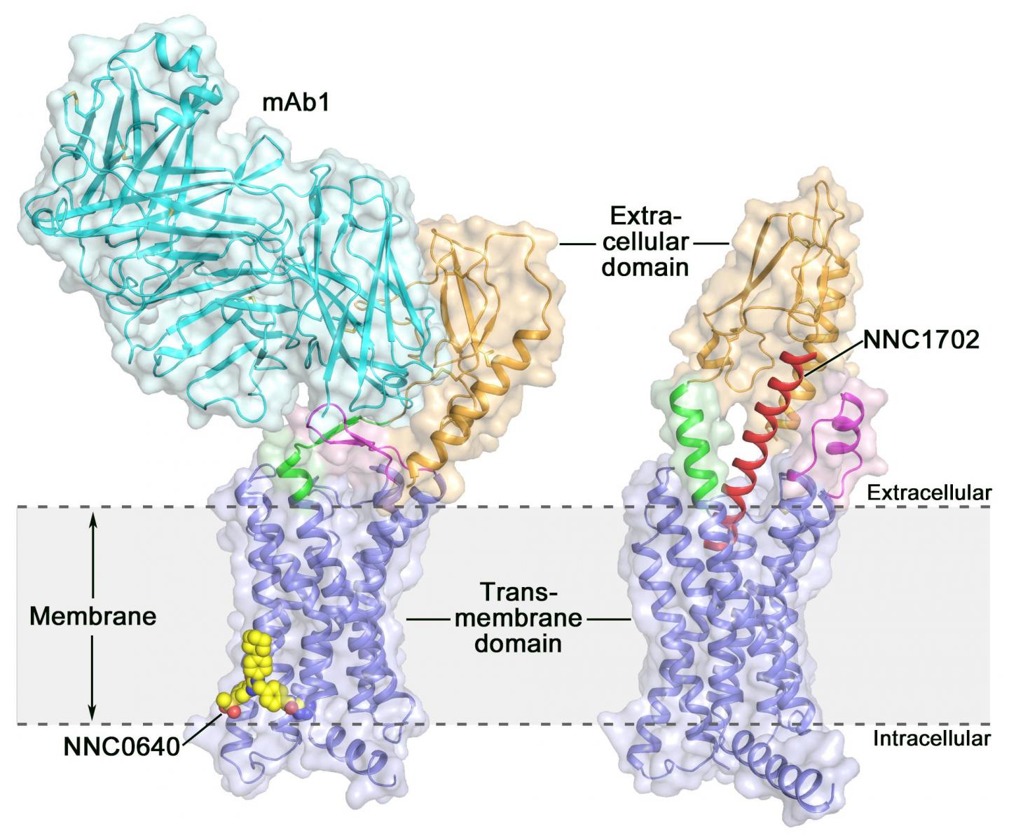 The Crystal Structure of the F [IMAGE] | EurekAlert! Science News Releases