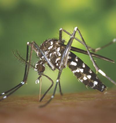 Tiger mosquito [IMAGE] | EurekAlert! Science News Releases