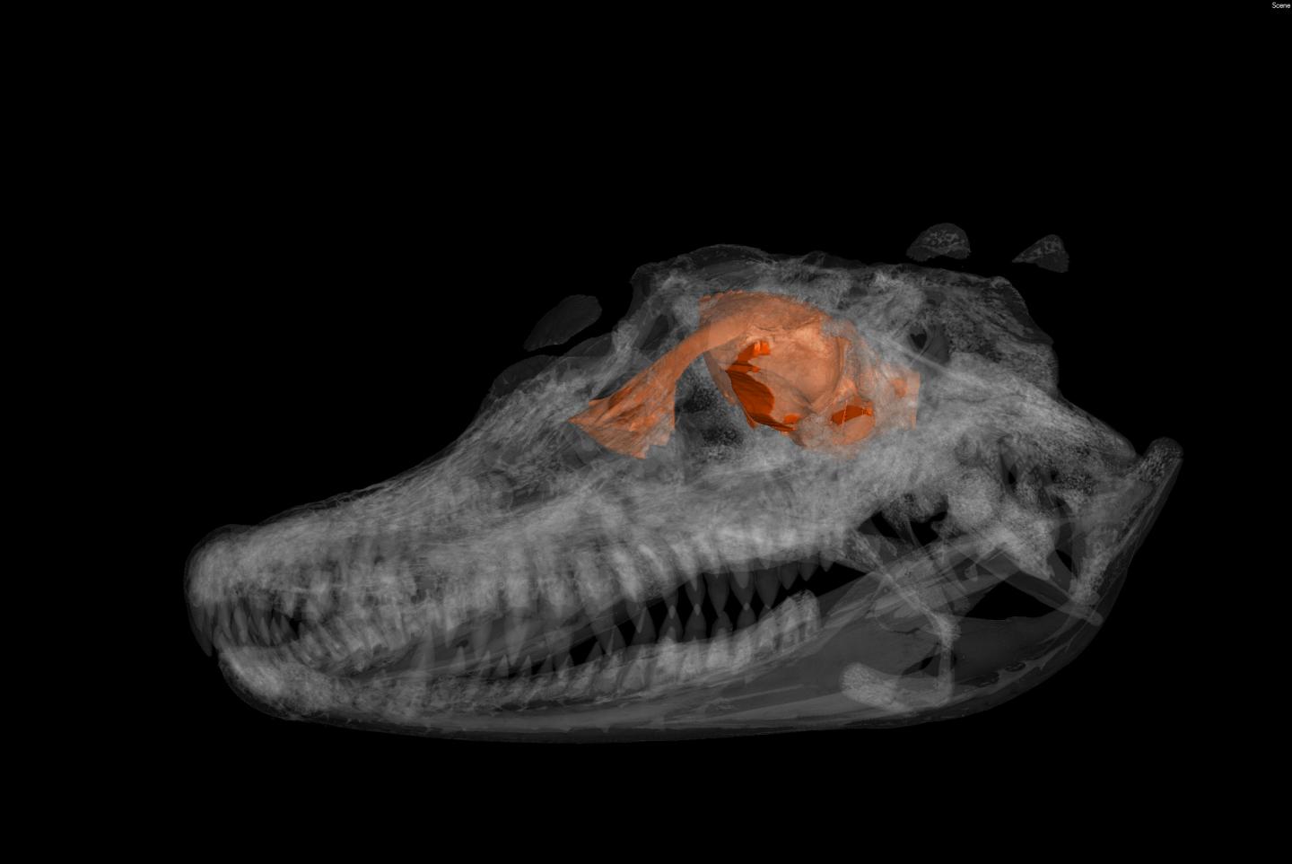 Juvenile Alligator [IMAGE] | EurekAlert! Science News Releases