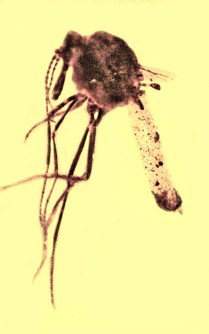 Biting Midge [IMAGE] | EurekAlert! Science News Releases