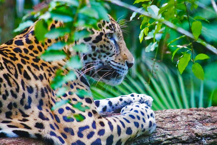 Jaguar [IMAGE] | EurekAlert! Science News Releases