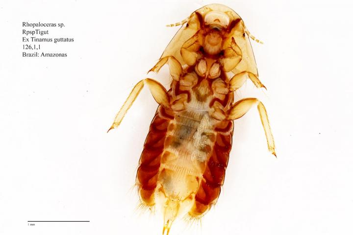 Bird Louse [IMAGE] | EurekAlert! Science News Releases
