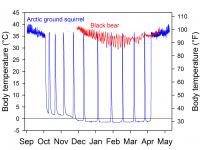 During Hibernation, Bear Metabolism Hits New | EurekAlert!