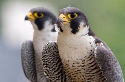 Falcon Pair [IMAGE] | EurekAlert! Science News Releases
