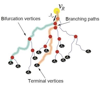 Axon Arbor of a Neuron [IMAGE] | EurekAlert! Science News Releases