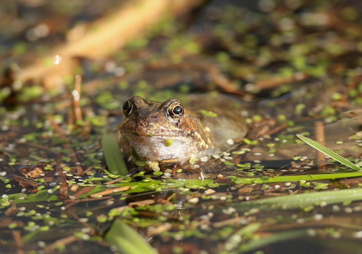 Common Frog [IMAGE] | EurekAlert! Science News Releases