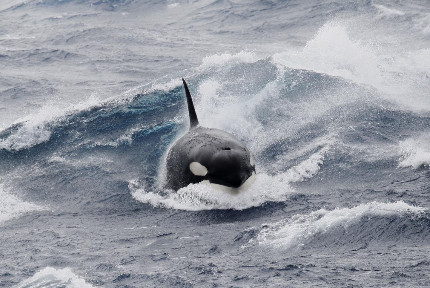 Killer Whale Surfacing [IMAGE] | EurekAlert! Science News Releases