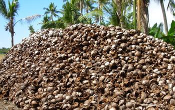 Coconut Pile [IMAGE] | EurekAlert! Science News Releases