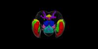 Mosquito brain atlas aims to reveal neural ci | EurekAlert!