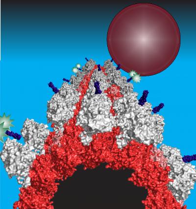 Motor Protein Traffic [IMAGE] | EurekAlert! Science News Releases