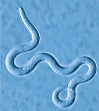Unraveling the Elephantiasis Worm Genome (4 o | EurekAlert!