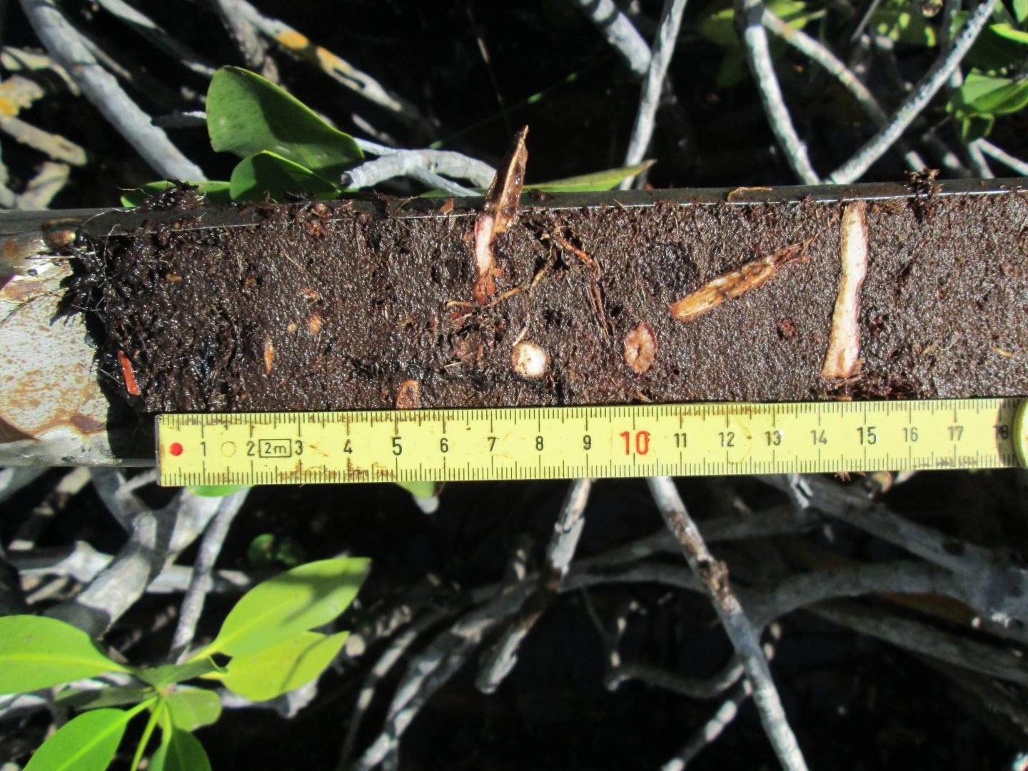 Everglades Mangrove Soil Sampl [IMAGE] | EurekAlert! Science News Releases