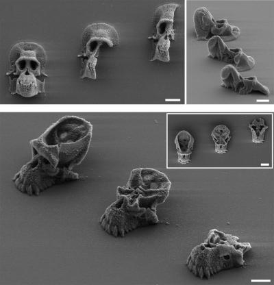 Microscopic Chimp Skull [IMAGE] | EurekAlert! Science News Releases