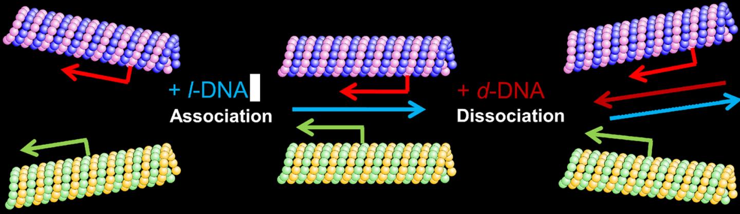 Effects of the Input DNA [IMAGE] | EurekAlert! Science News Releases