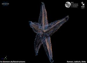Morphing structure holding pot [IMAGE] | EurekAlert! Science News Releases