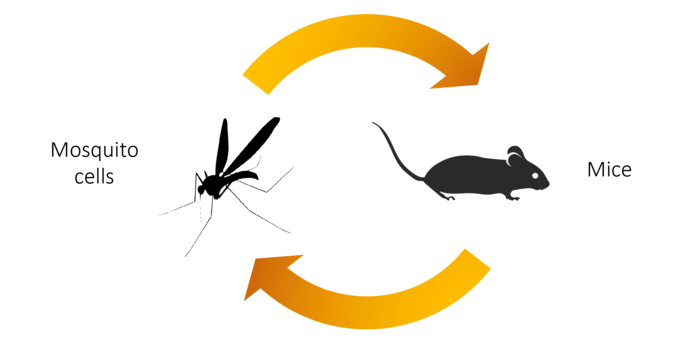 Zika Infection Cycle [IMAGE] | EurekAlert! Science News Releases