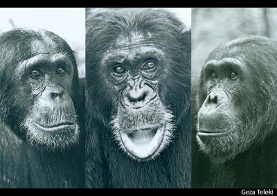 Hugh, Charlie and Humphrey (Le [IMAGE] | EurekAlert! Science News Releases