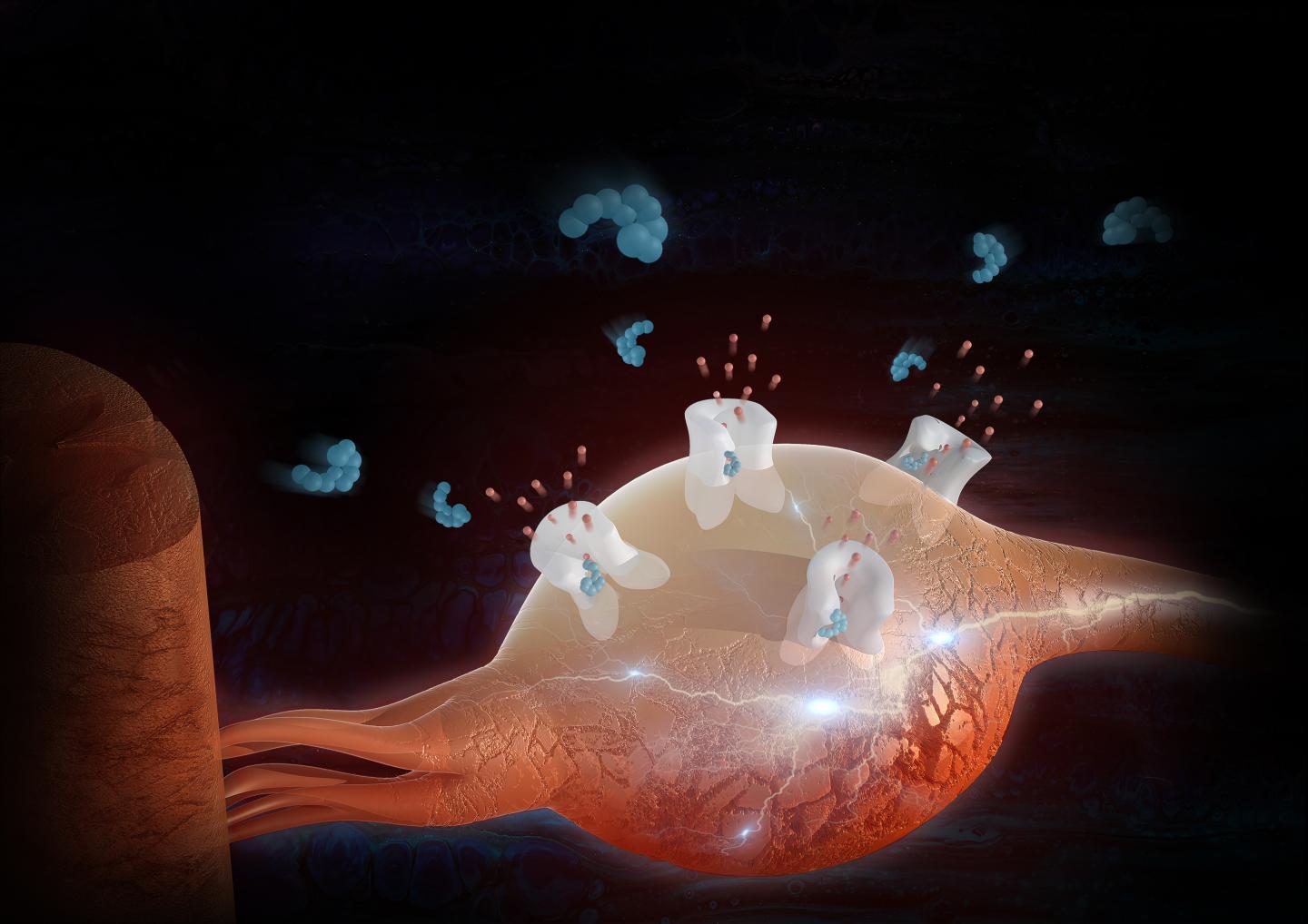 Potassium Channel Activator Is [IMAGE] | EurekAlert! Science News Releases