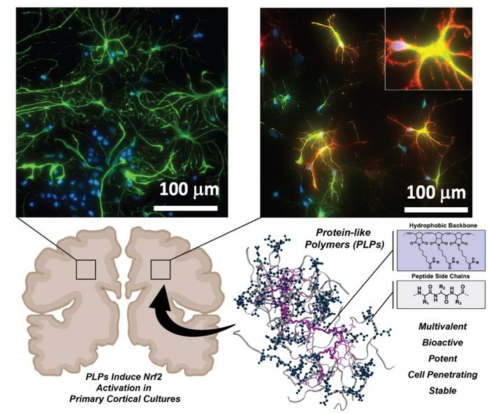 Artificial proteins [IMAGE] | EurekAlert! Science News Releases