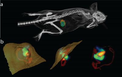 Engineered bacteria effectively target tumors | EurekAlert!