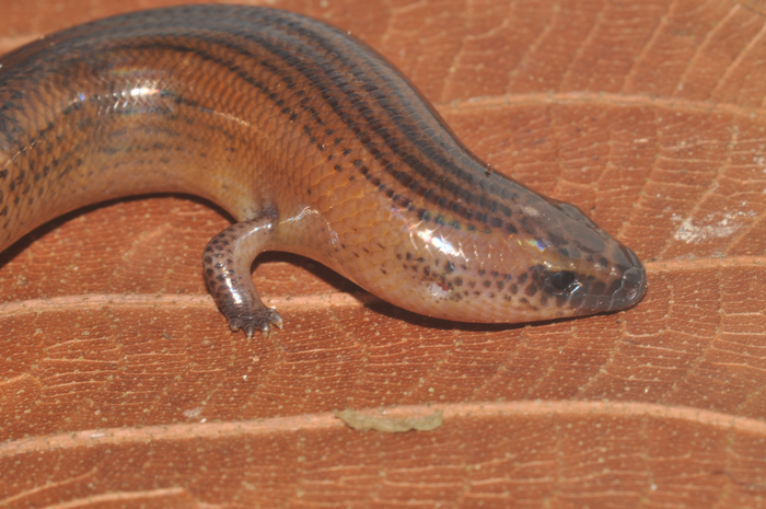 Tiny limbs and long bodies: Coordinating liza | EurekAlert!