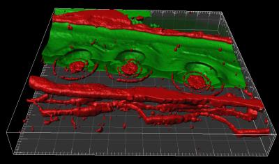 Bordered Pits in Pine [IMAGE] | EurekAlert! Science News Releases