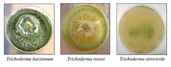 Trichoderma Fungi Species [IMAGE] | EurekAlert! Science News Releases