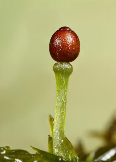 How Exploding Moss Launches Its Spores (7 of | EurekAlert!