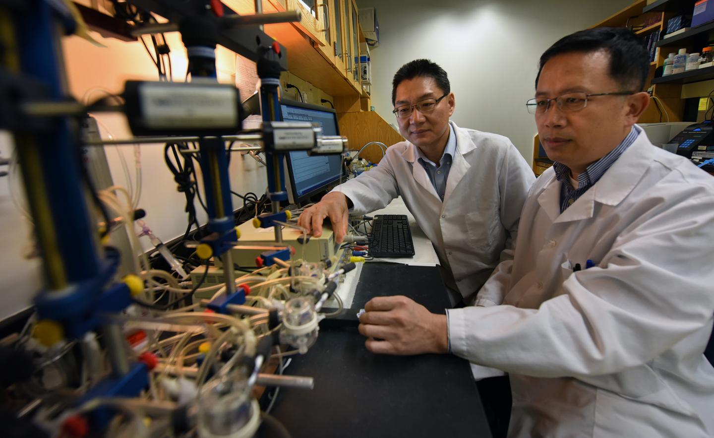 New pulmonary hypertension treatment target i | EurekAlert!