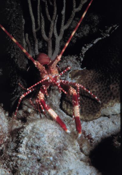Rock Lobster on Pacific Reef [IMAGE] | EurekAlert! Science News Releases