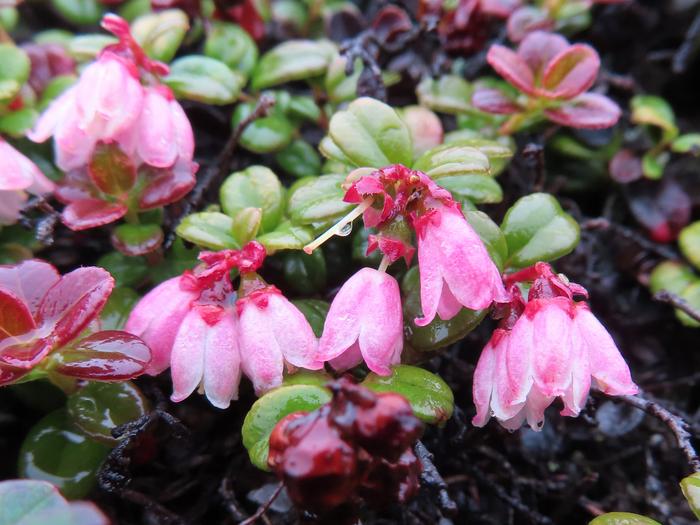 Mountain cranberry (Vaccinium [IMAGE] | EurekAlert! Science News Releases