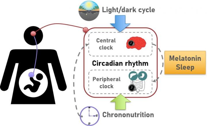 Chrononutrition [IMAGE] | EurekAlert! Science News Releases