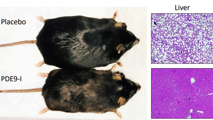 Mice and liver [IMAGE] | EurekAlert! Science News Releases