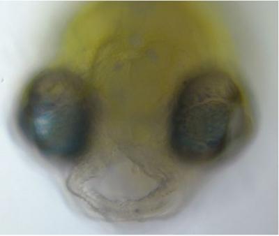 Face with Defect [IMAGE] | EurekAlert! Science News Releases