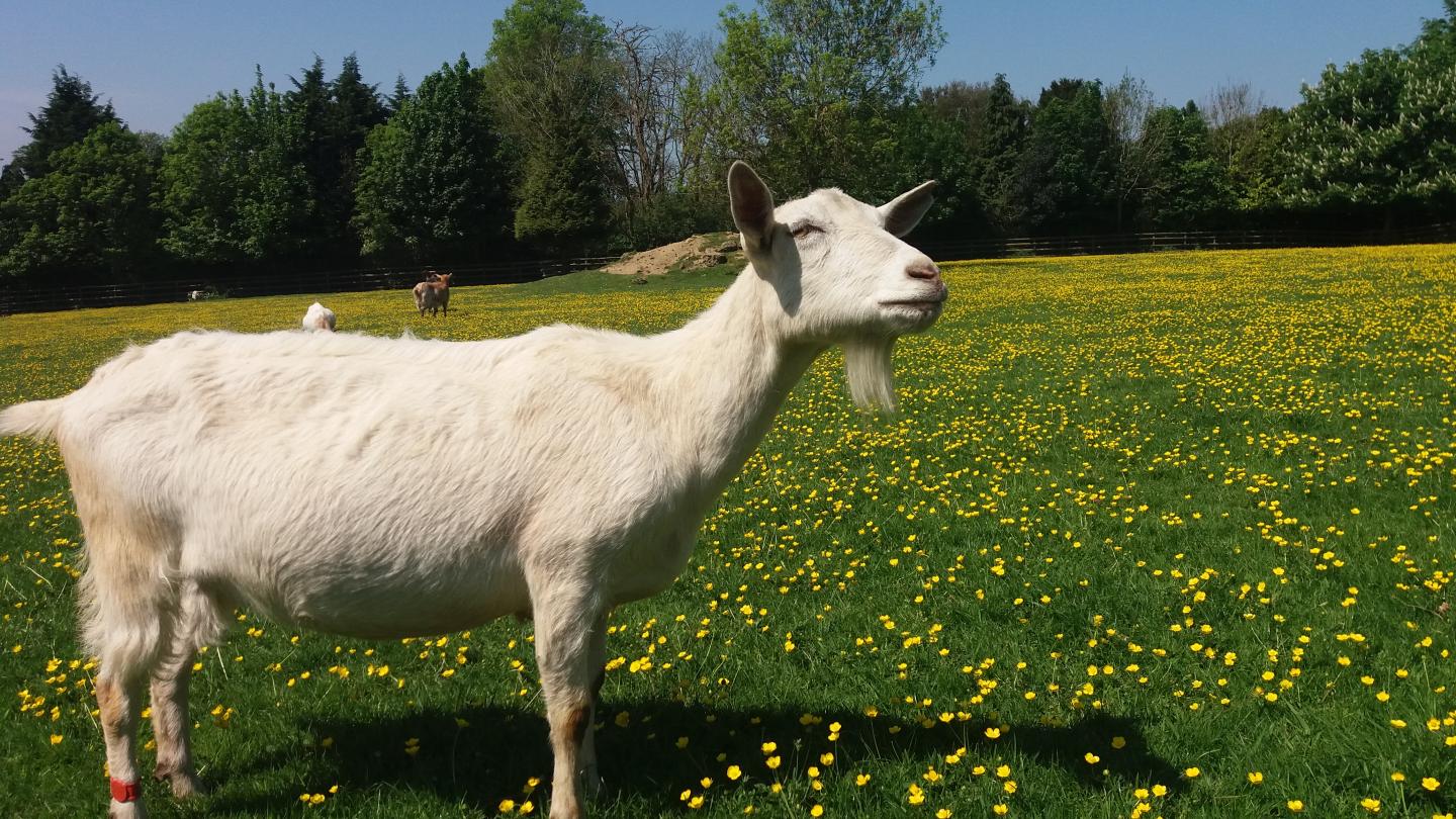 Goats at Buttercup Sanctuary i [IMAGE] | EurekAlert! Science News Releases