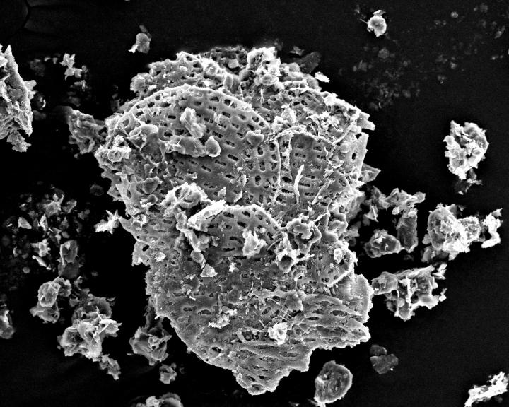 810 Million-Year-Old Microfossils Are Ancient | EurekAlert!