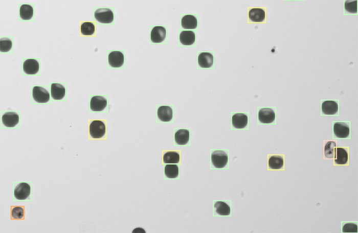 infected cells [IMAGE] | EurekAlert! Science News Releases