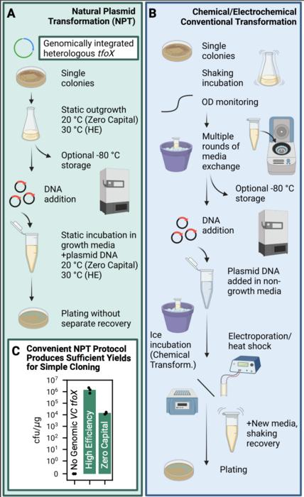 Vibrio natriegens [IMAGE] | EurekAlert! Science News Releases