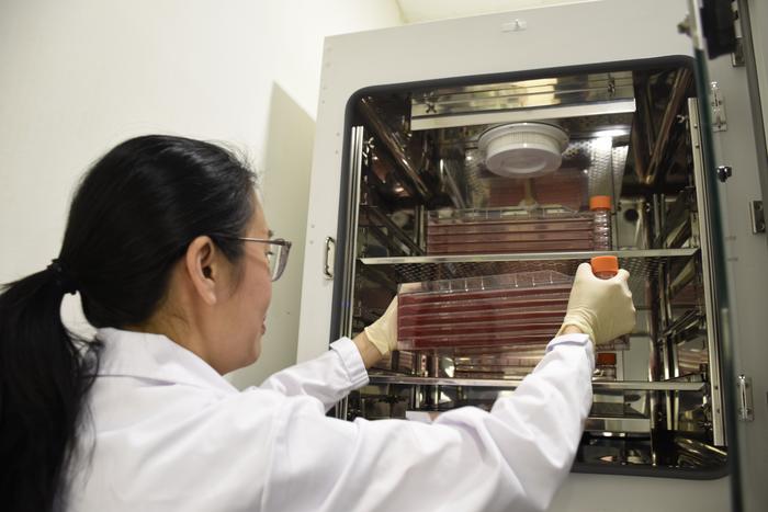 Dr Sarah Ho prepares the engin [IMAGE] | EurekAlert! Science News Releases