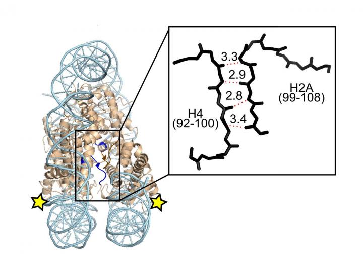 Penn team finds protein 'cement' that stabili | EurekAlert!