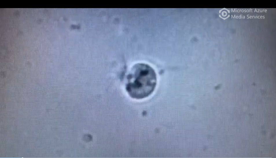 Hairy cells: How cilia’s motor works | EurekAlert!