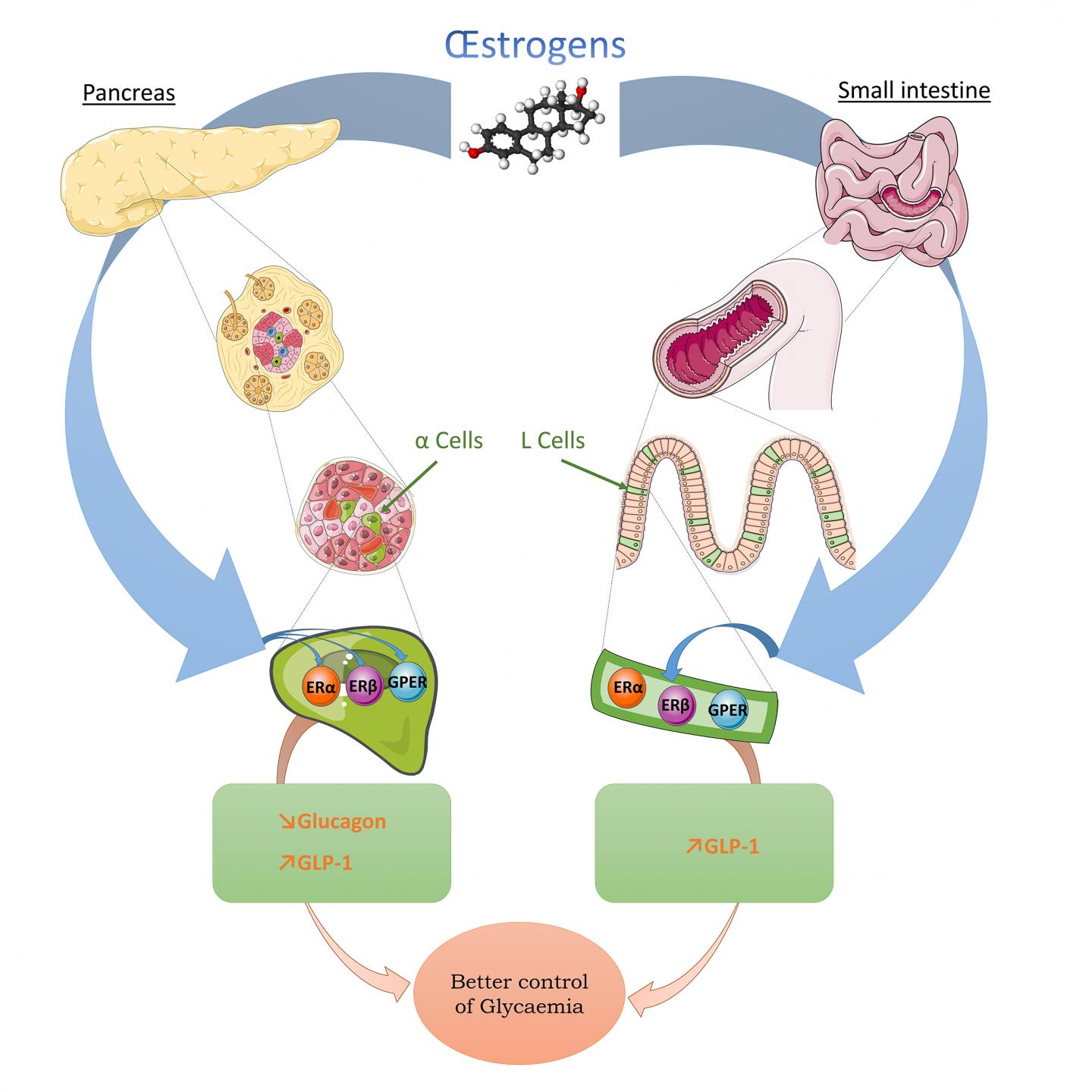 Estrogens' Influence [IMAGE] | EurekAlert! Science News Releases