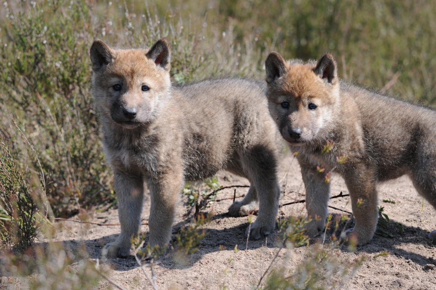 Comeback for Europe's Large Carnivores (1 of | EurekAlert!